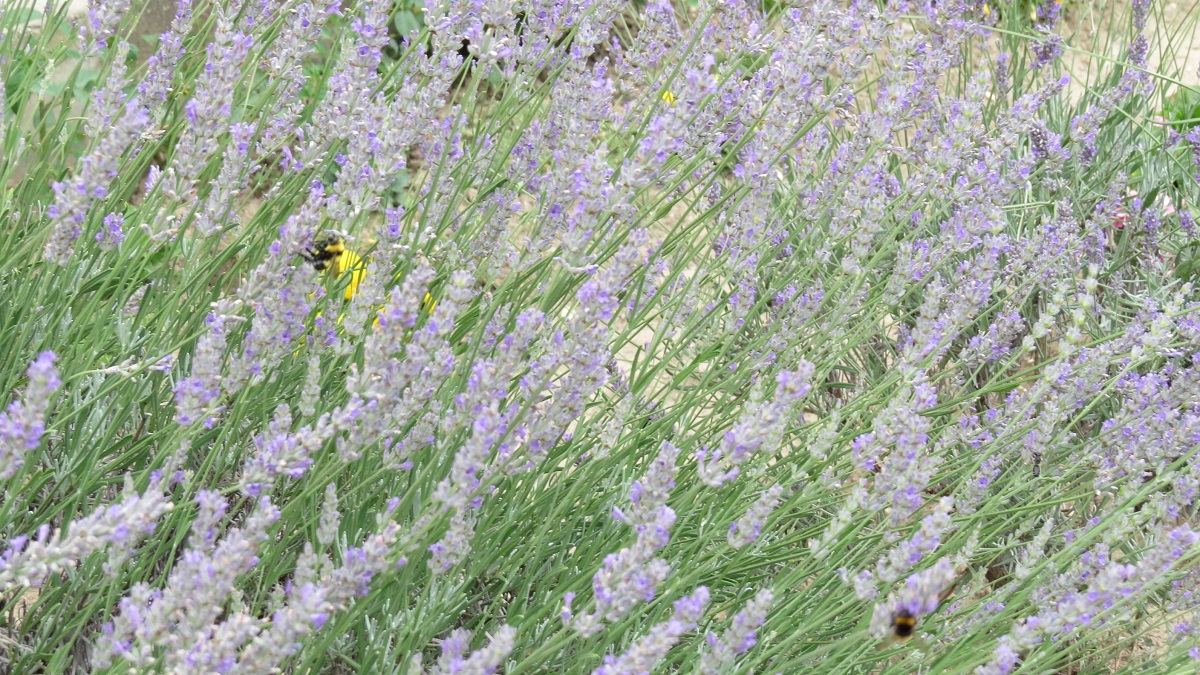 LAVANDA: Uzgoj u vrtu i loncima, orezivanje i razmnožavanje