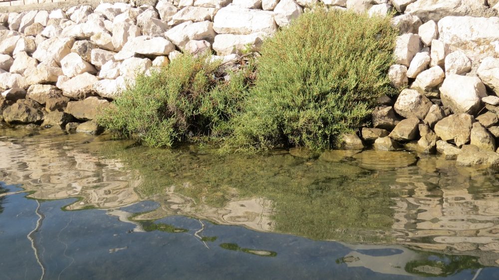 MOTAR: Recepti za kiseljenje na tradicionalan i brz način