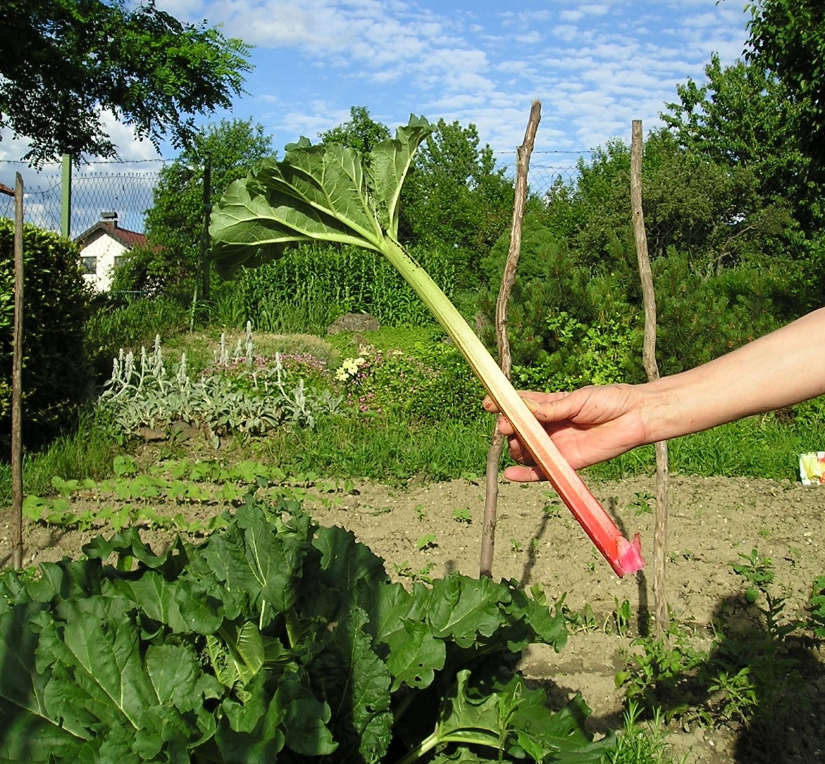 RABARBARA: Kako se razmnožava, uzgaja i bere, recepti za kolače i marmeladu