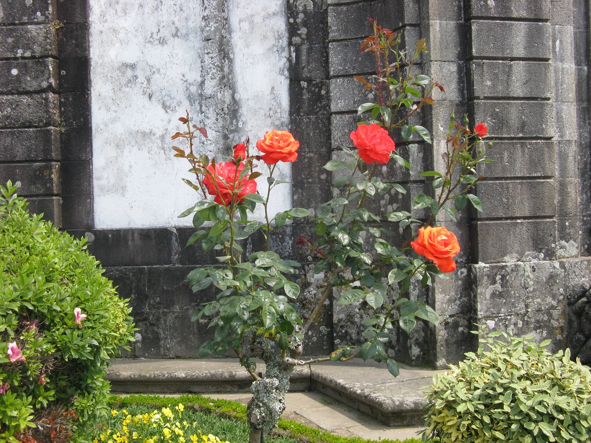 RUŽE: Koju sortu odabrati, kako ih saditi i njegovati (FOTOGALERIJA)