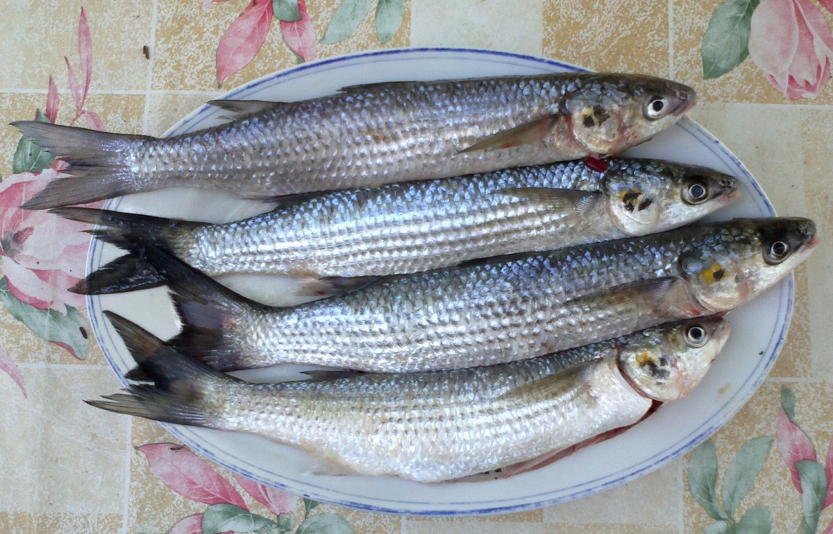 CIPAL: Kako ga ispeći da izgubi opori okus